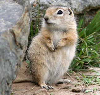 River Species by Category | Estuary Partnership